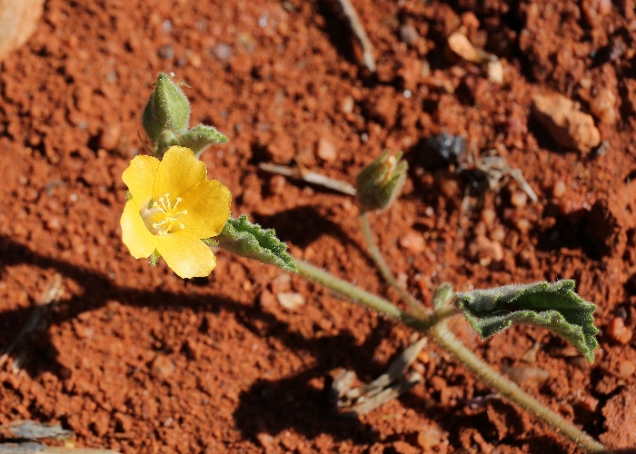 North Queensland Plants - Malvaceae